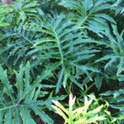 Guaimbé - Árvores Adultas